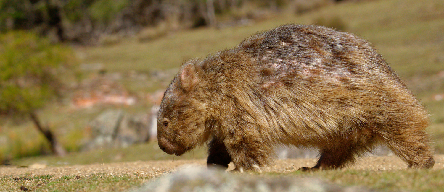 WombatOAM & the machine learning library - Erlang Solutions